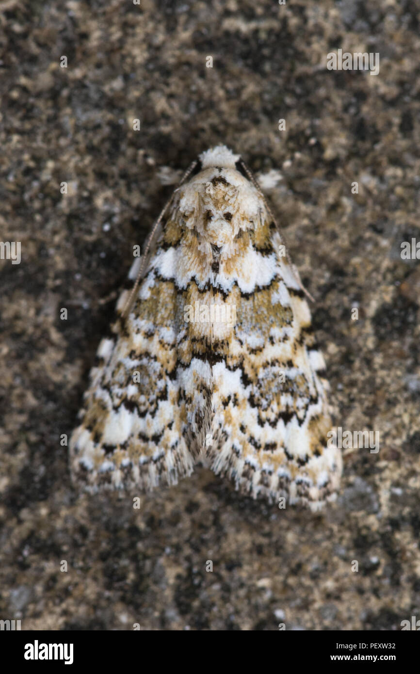 Marbled beauty moth (Bryophila domestica or Cryphia domestica), a ...