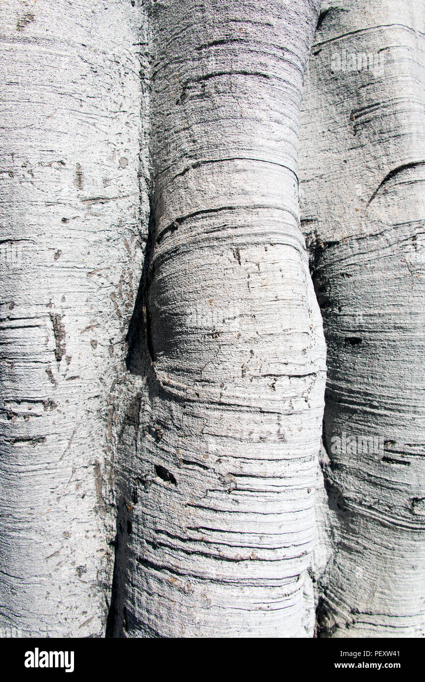 A close up view of an old tree body in California for backgrounds ...
