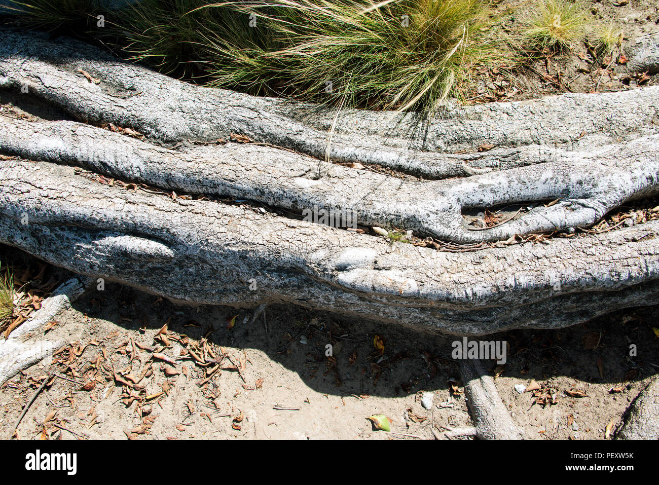 A view of old huge tree roots, leaves that can be used for backgrounds ...
