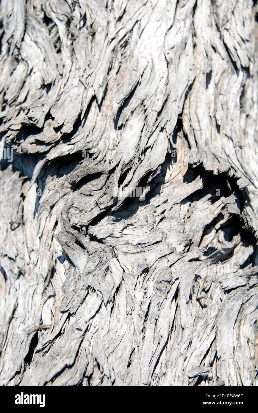 A close up view of an old tree body in California for backgrounds ...