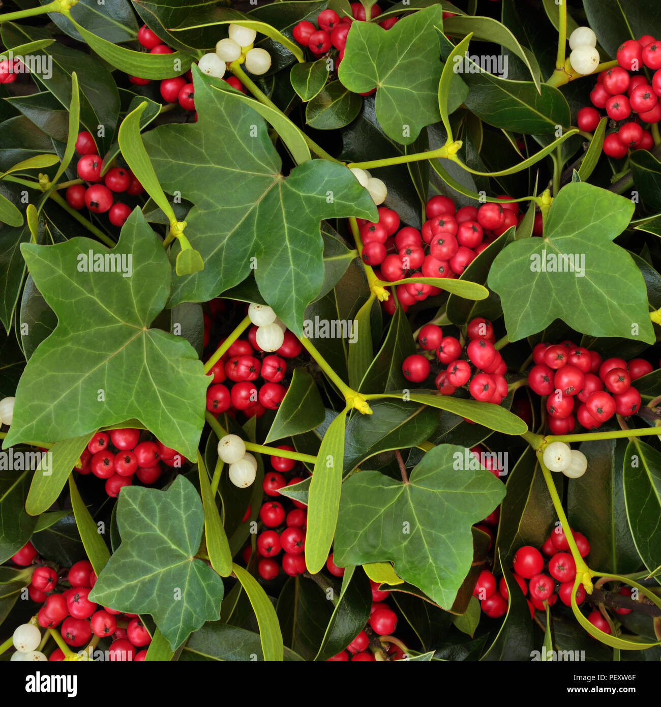 Ivy tree greeting hi-res stock photography and images - Alamy