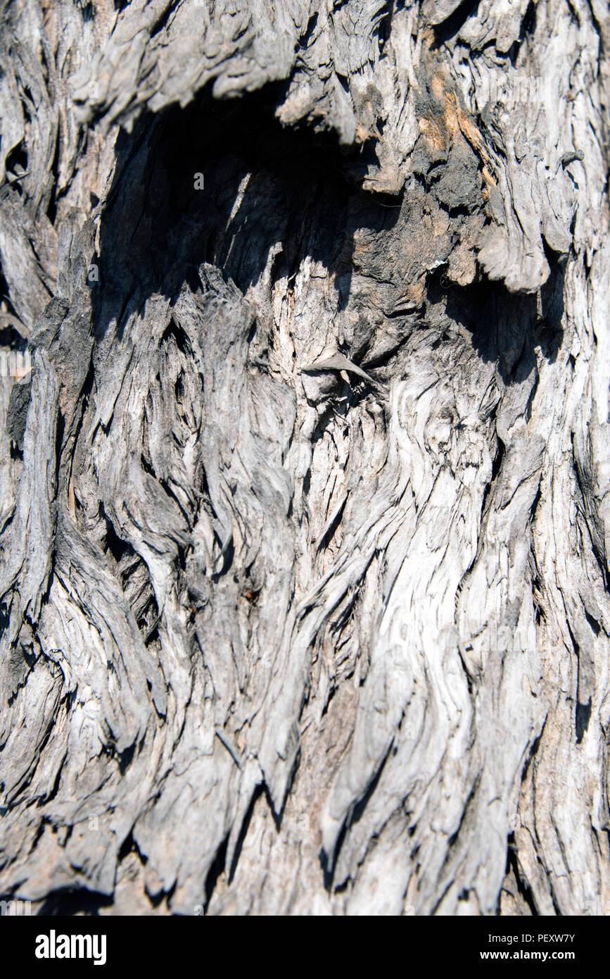 A close up view of an old tree body in California for backgrounds ...