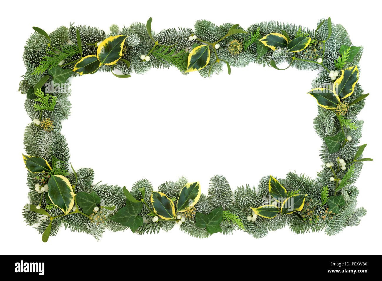 Winter flora background border with snow covered spruce fir, ivy ...