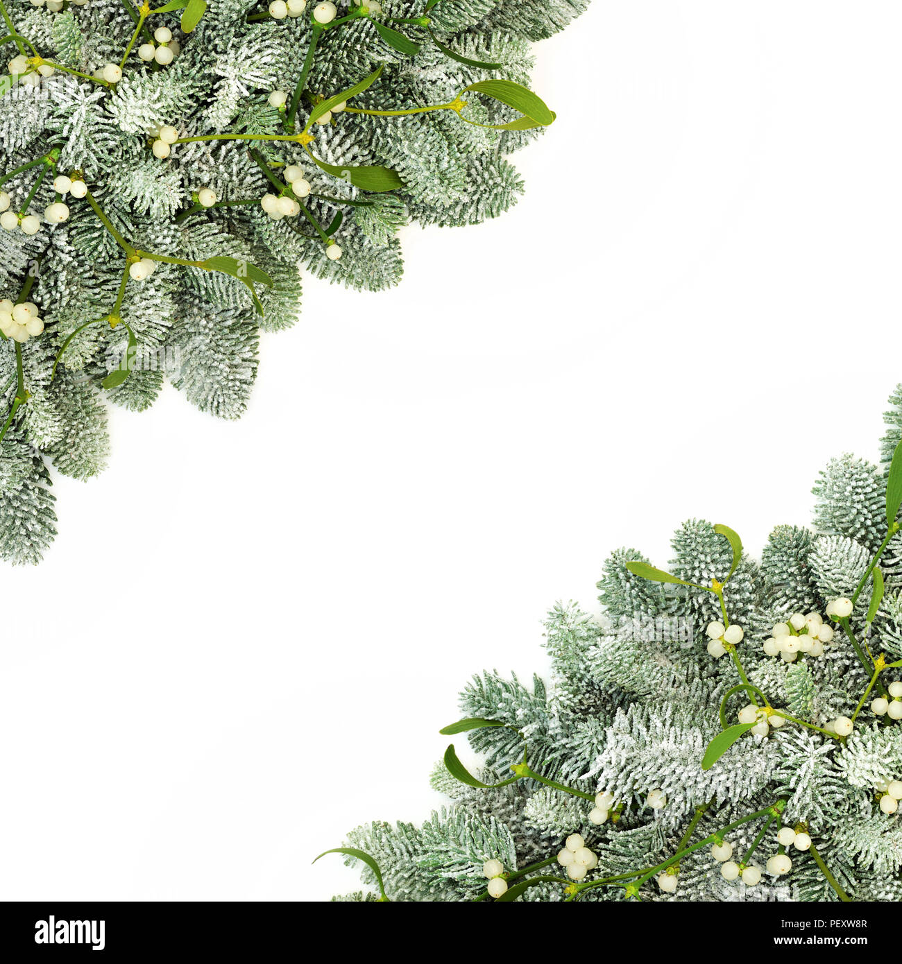 Winter mistletoe and snow covered spruce pine background border on ...