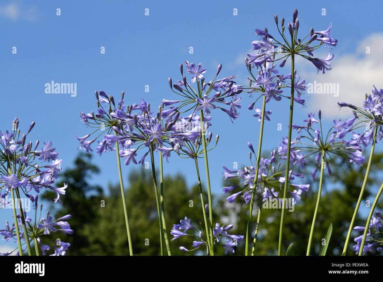 Exotic sun lily hi-res stock photography and images - Alamy