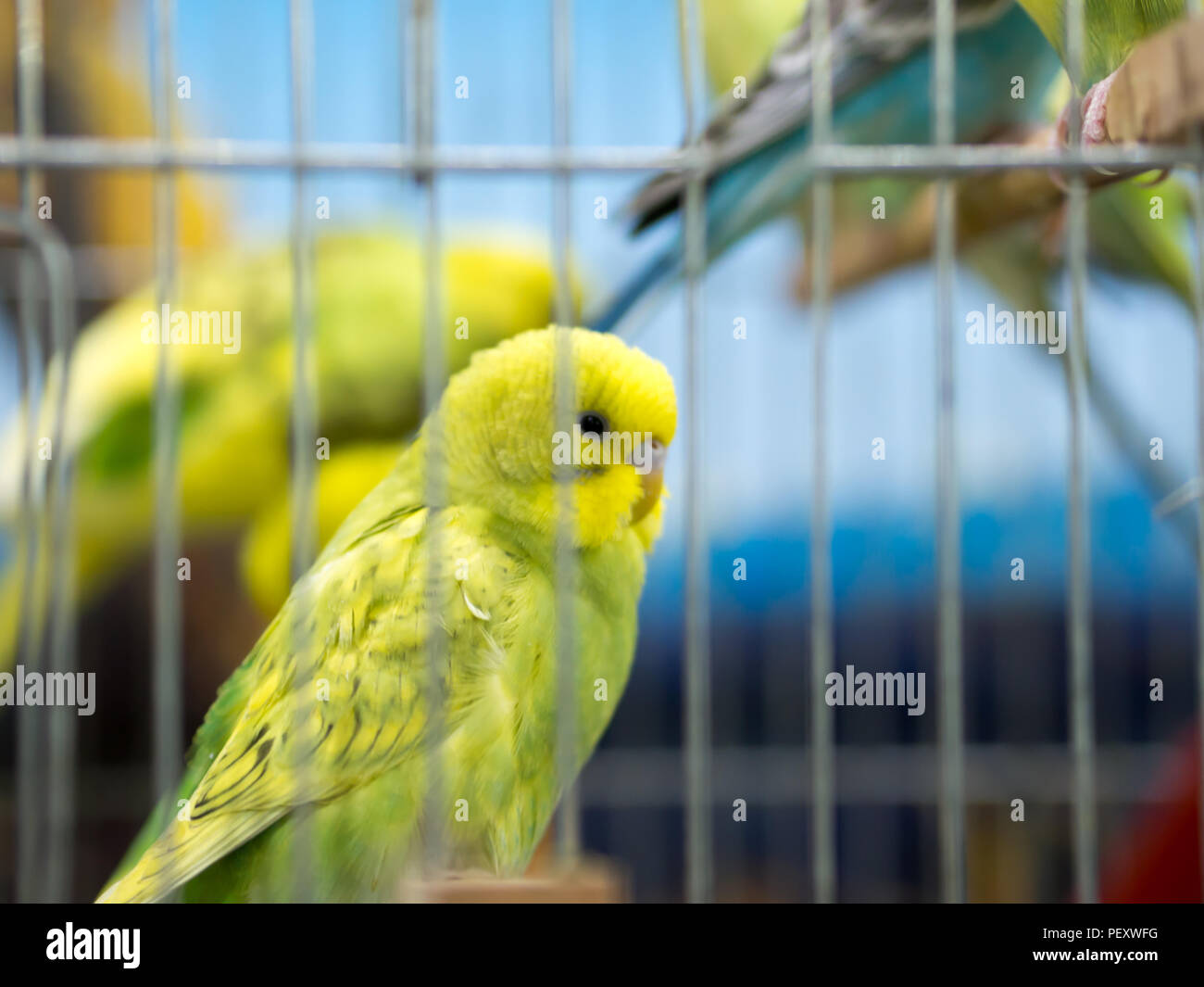 Budgerigar in birdcage animal wildlife hi-res stock photography and ...
