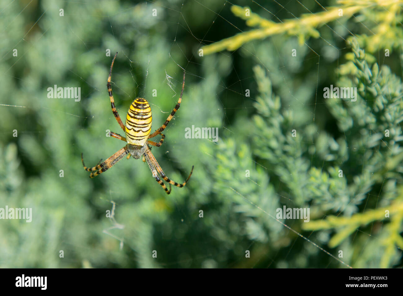 Closeup big fat black spider hi-res stock photography and images - Alamy