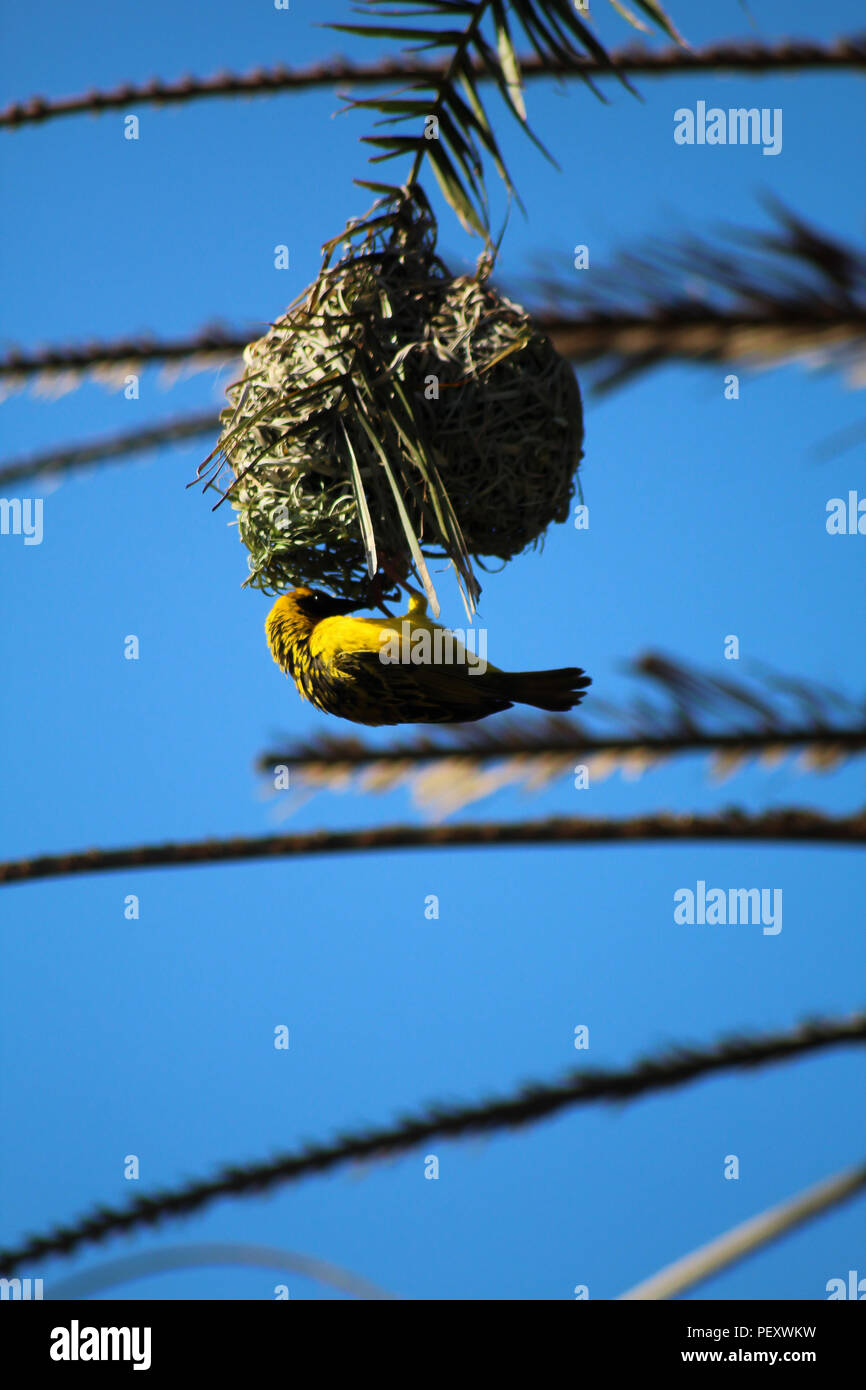 Mother of birds hi-res stock photography and images - Alamy