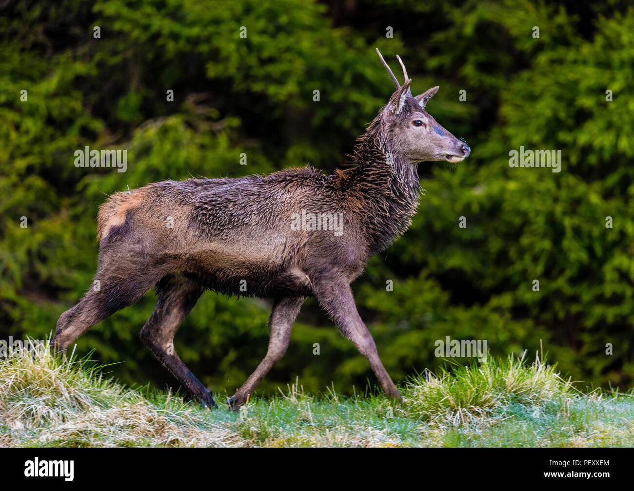 A young deer stag Stock Photo - Alamy