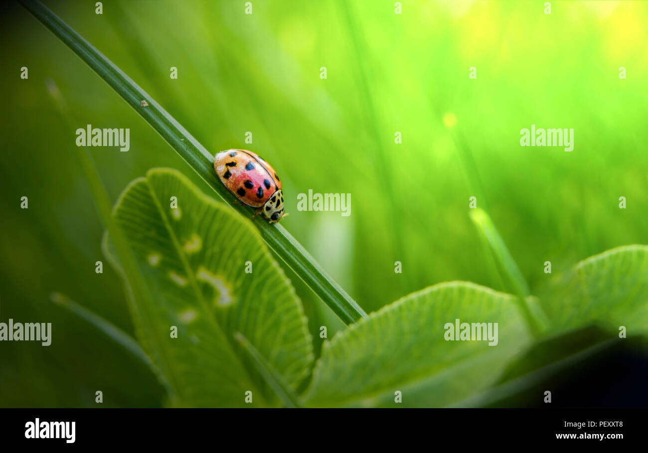 Jungle bug hi-res stock photography and images - Alamy