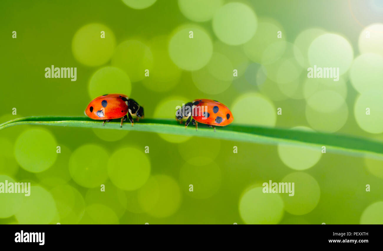 Jungle plants drawing hi-res stock photography and images - Alamy