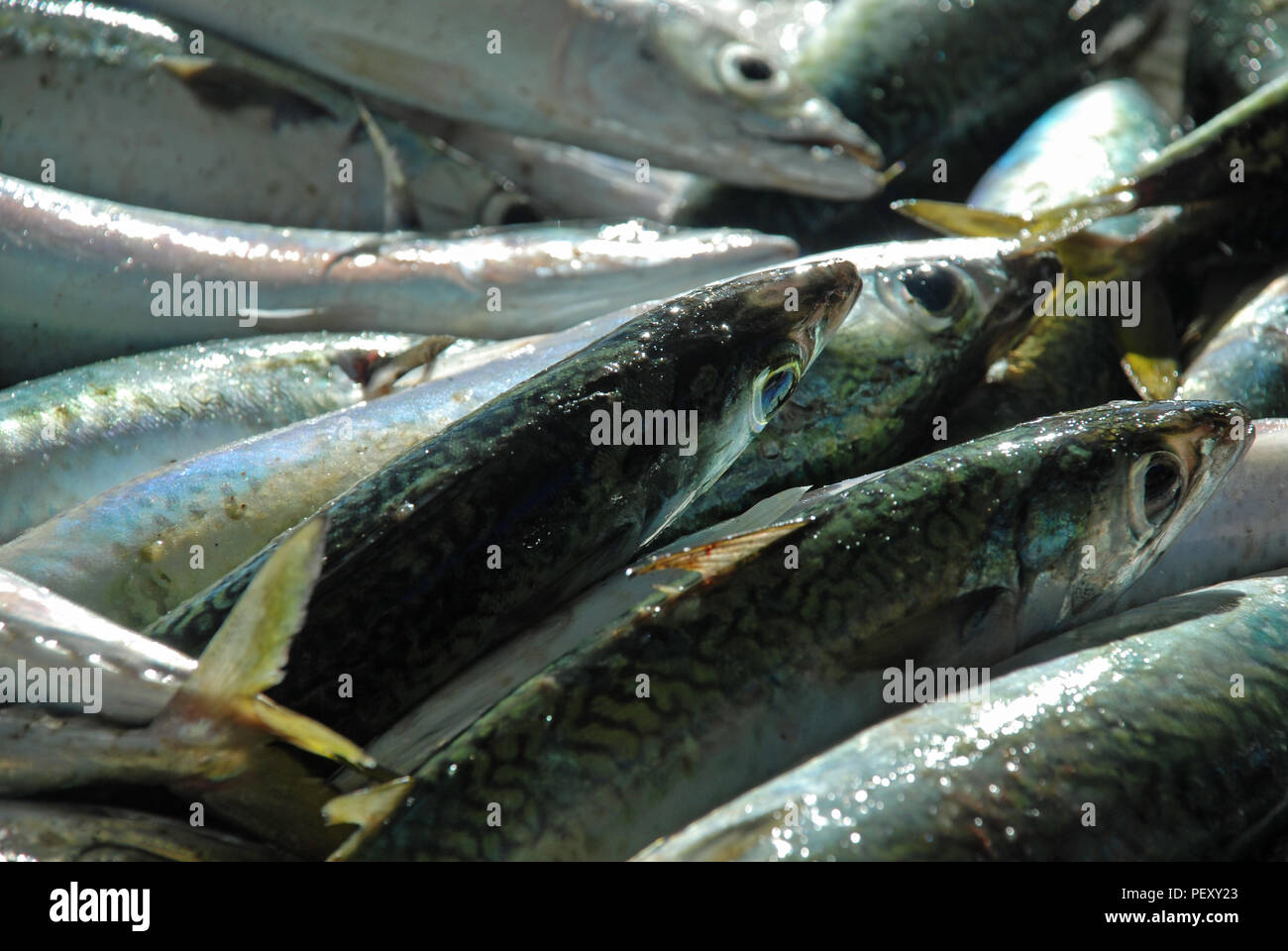 Fresh fish caught in Rio de Janeiro, fishmongers in Copacabana Stock ...