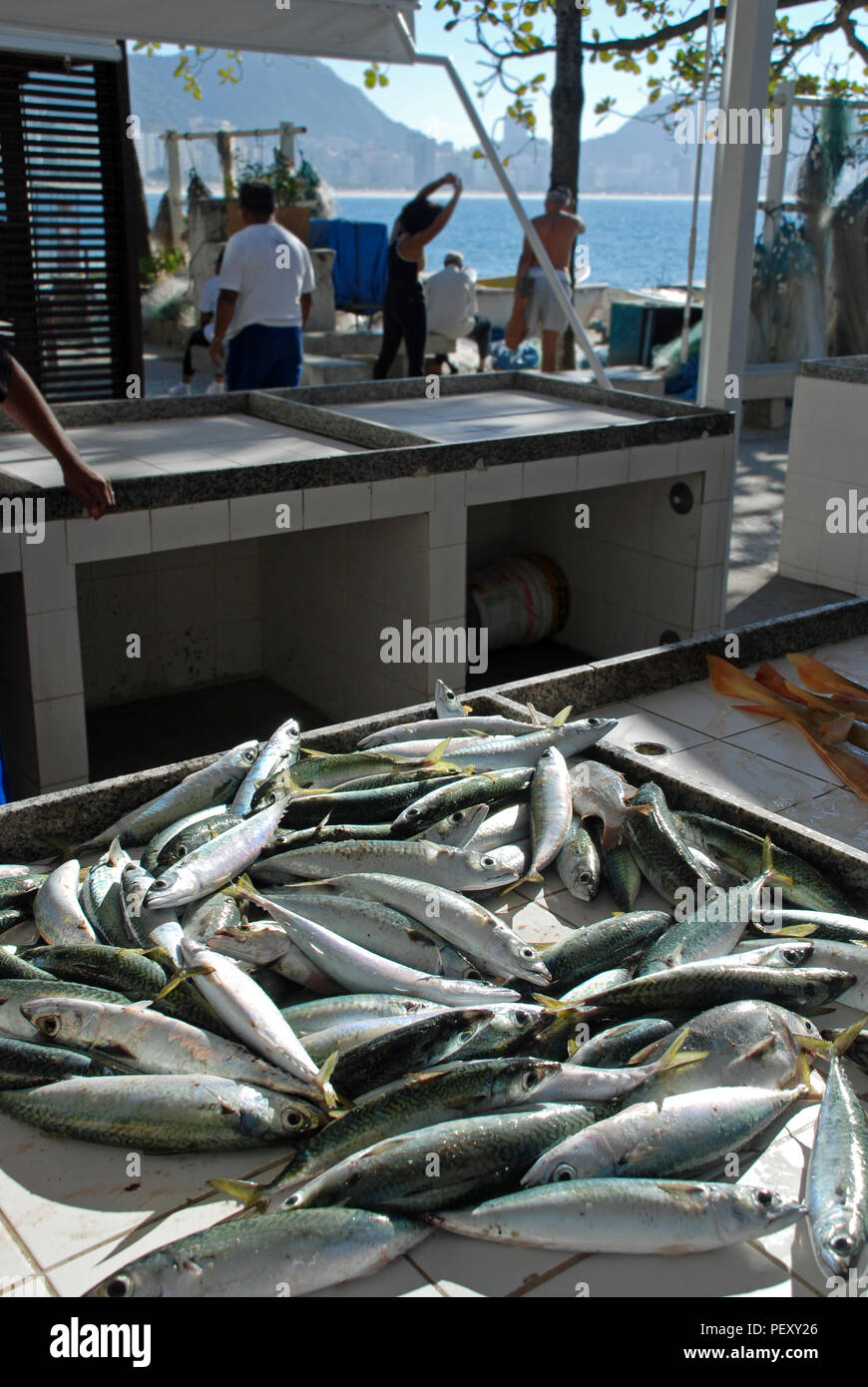 Fresh fish caught in Rio de Janeiro, fishmongers in Copacabana Stock ...