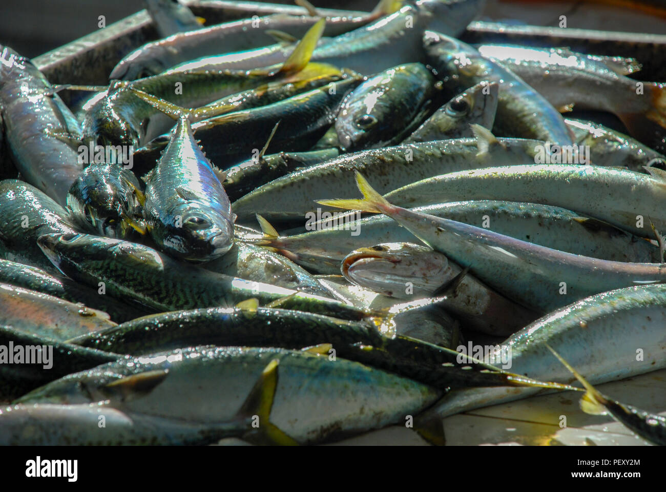 Fresh fish caught in Rio de Janeiro, fishmongers in Copacabana Stock ...