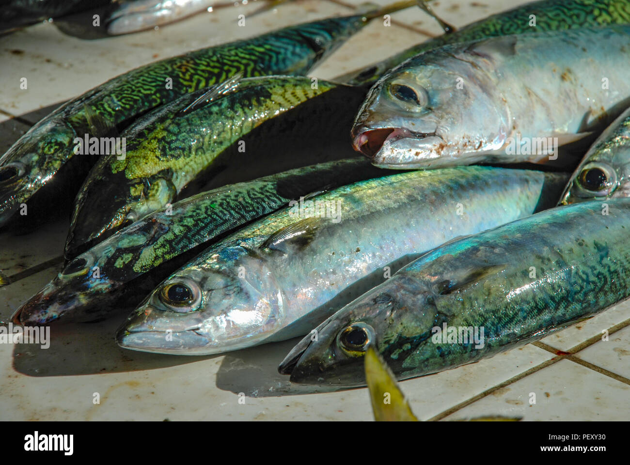 Fresh fish caught in Rio de Janeiro, fishmongers in Copacabana Stock ...
