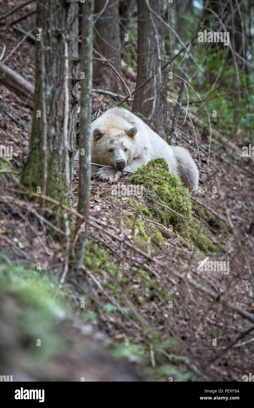 Spirit Bear resting in forest Stock Photo - Alamy