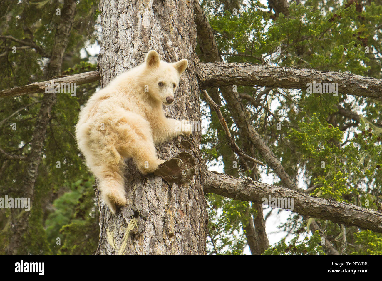 Spirit Bear Cub climbing tree Stock Photo - Alamy