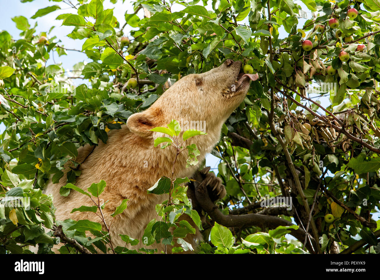 Black bear claw tree hi-res stock photography and images - Alamy