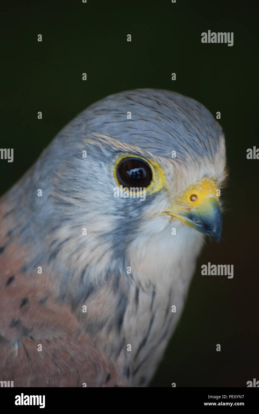 Wide eyed falcon with stunning feathers Stock Photo - Alamy