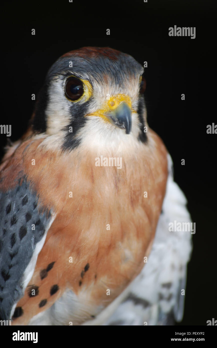 Pretty falcon with black, white, and brown feathers Stock Photo - Alamy