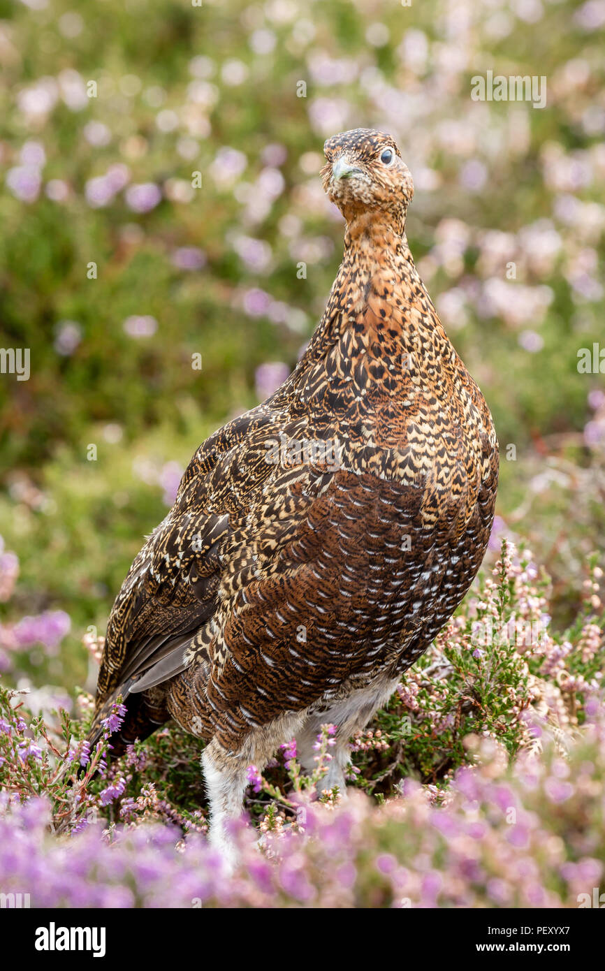 Driven grouse shooting hi-res stock photography and images - Alamy