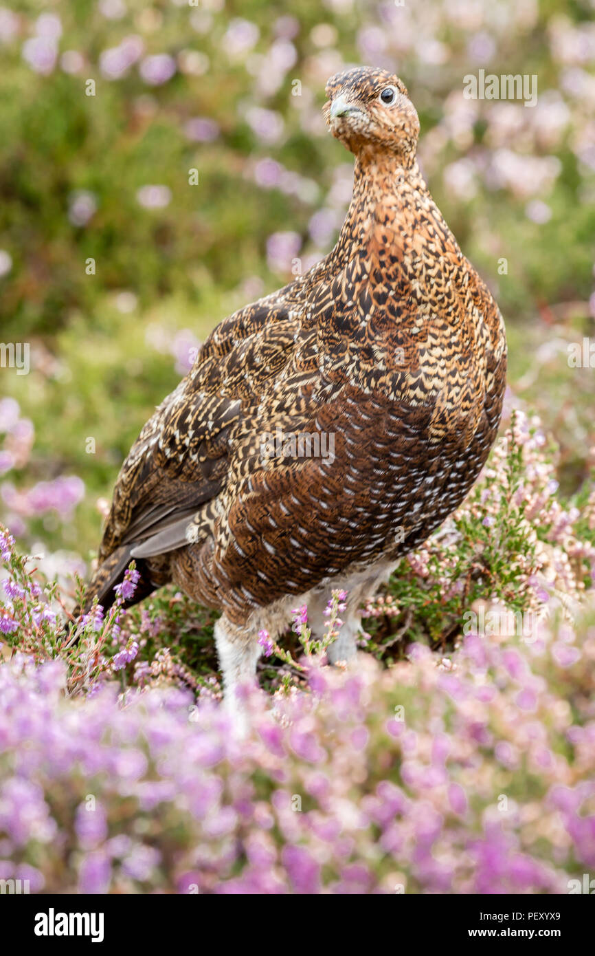 Driven Grouse Shooting Stock Photos & Driven Grouse Shooting Stock ...