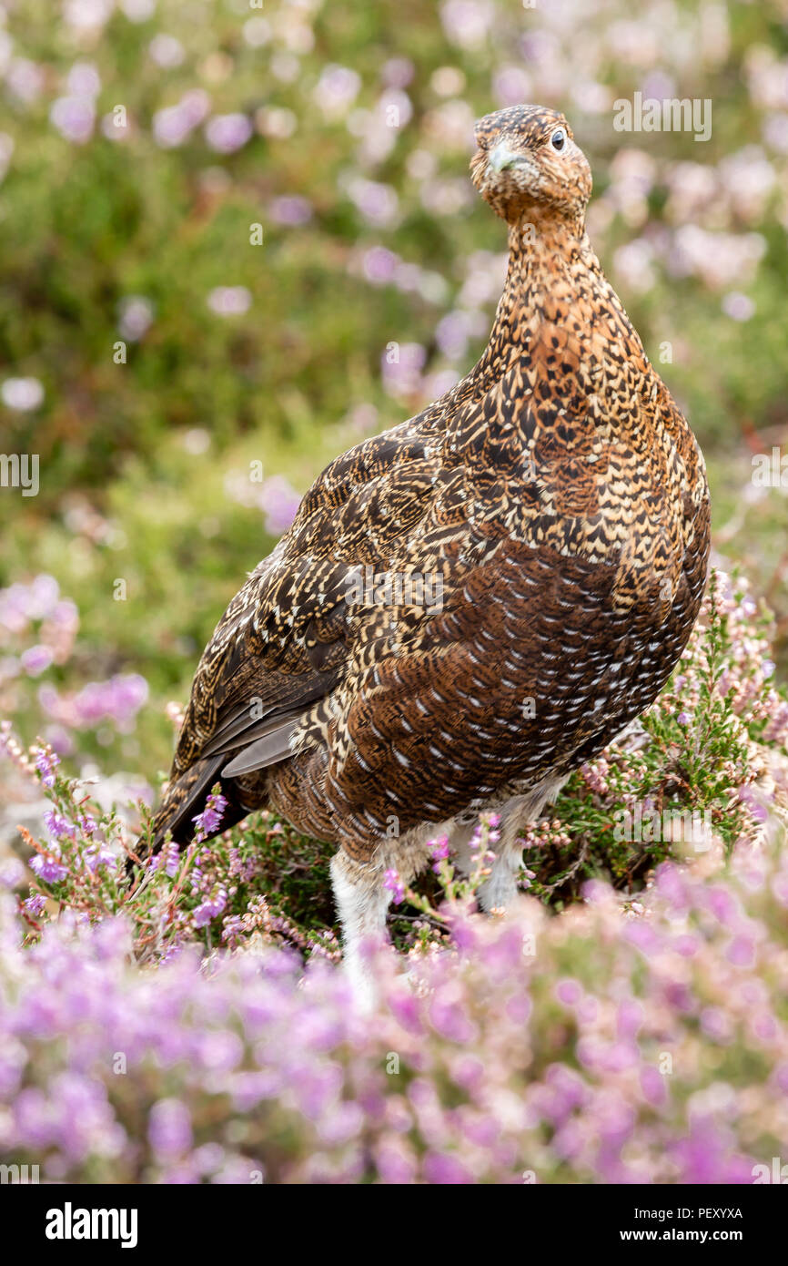 Driven Grouse Shooting Stock Photos & Driven Grouse Shooting Stock ...