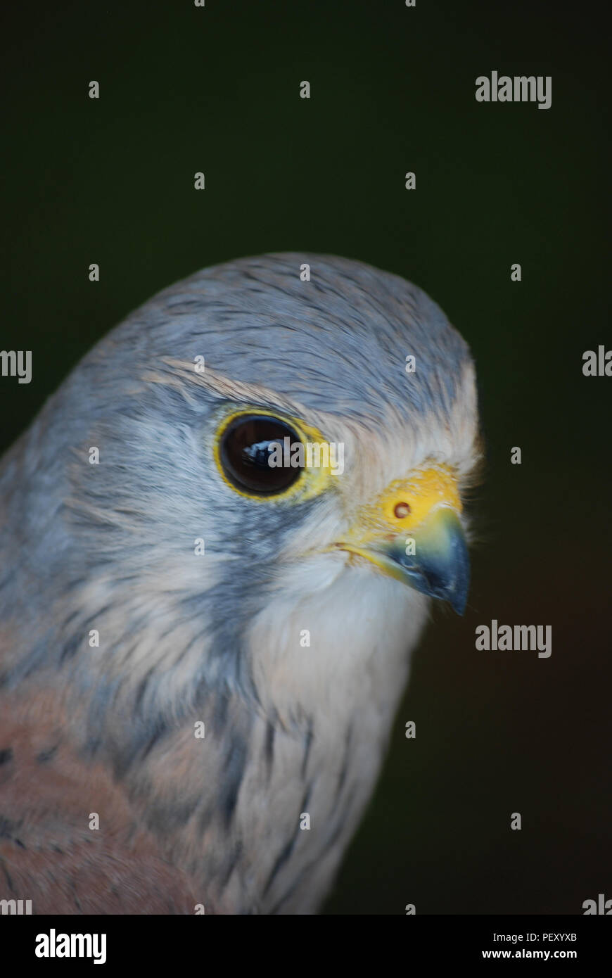 Pretty falcon with light blue and grey feathers Stock Photo - Alamy
