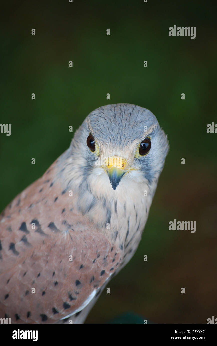 Pretty falcon with beautiful feathers Stock Photo - Alamy