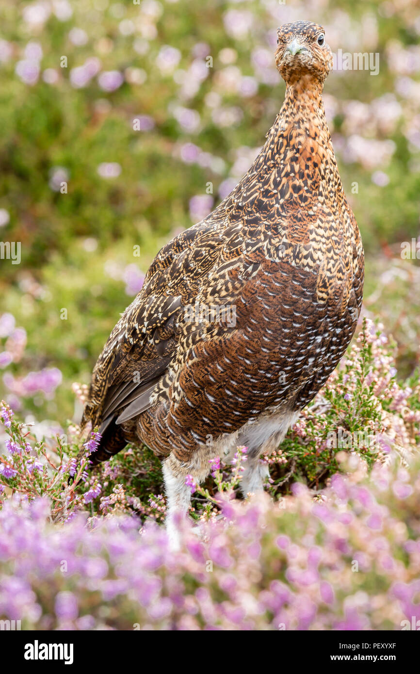 Driven grouse shooting hi-res stock photography and images - Alamy