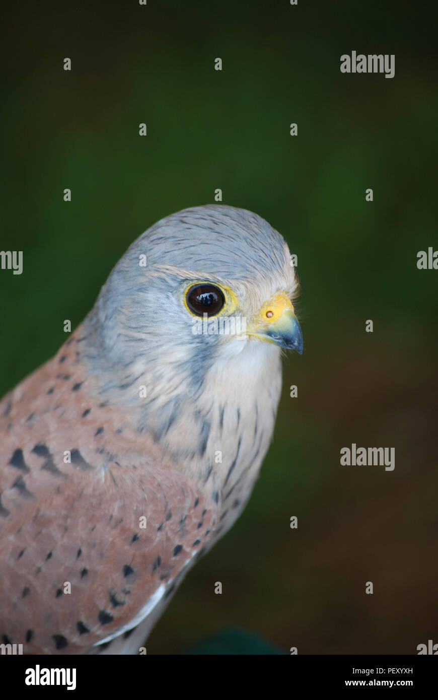 Breathtaking falcon with white and light blue feathers Stock Photo - Alamy