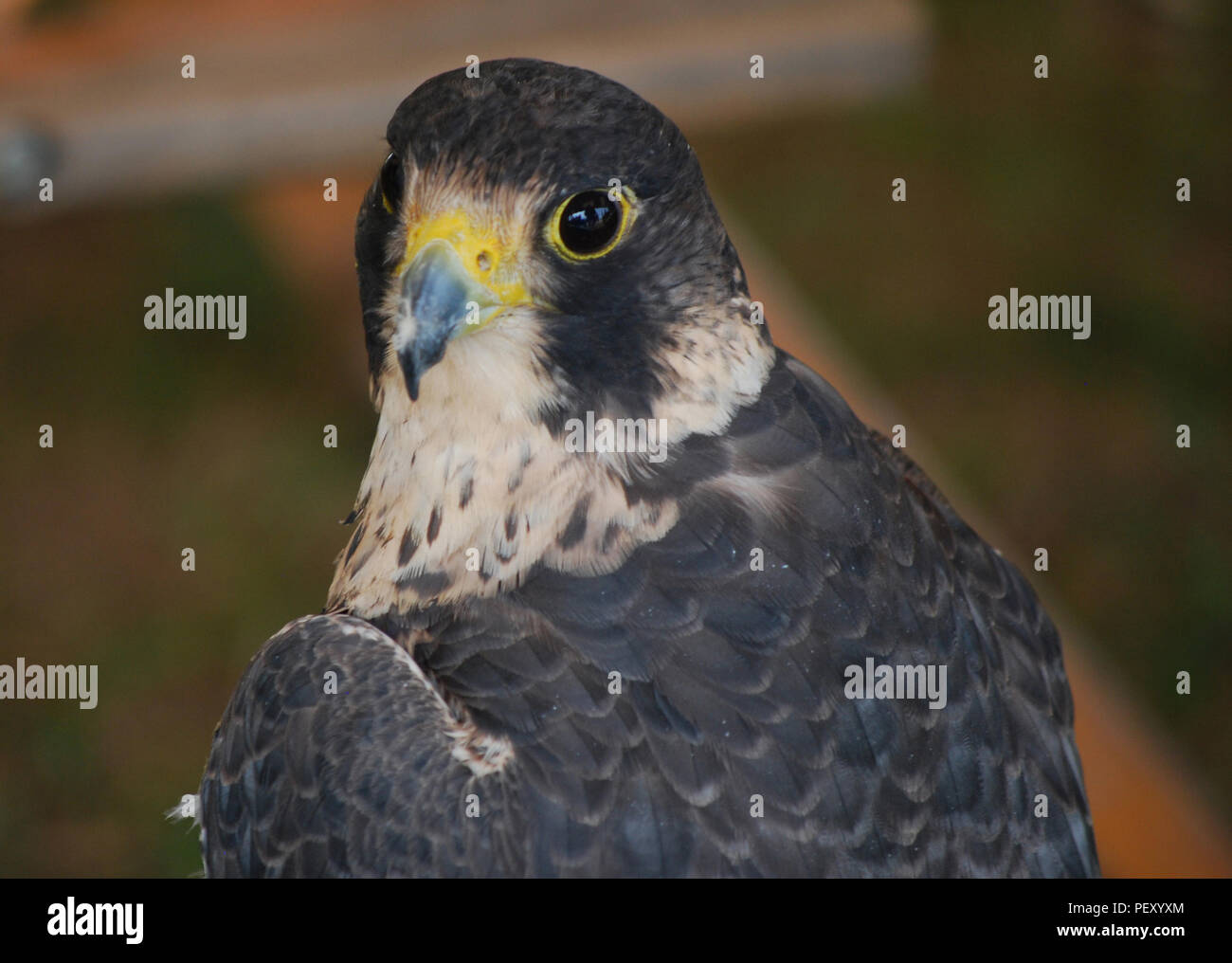 Wild falcon with stunning feathers Stock Photo - Alamy