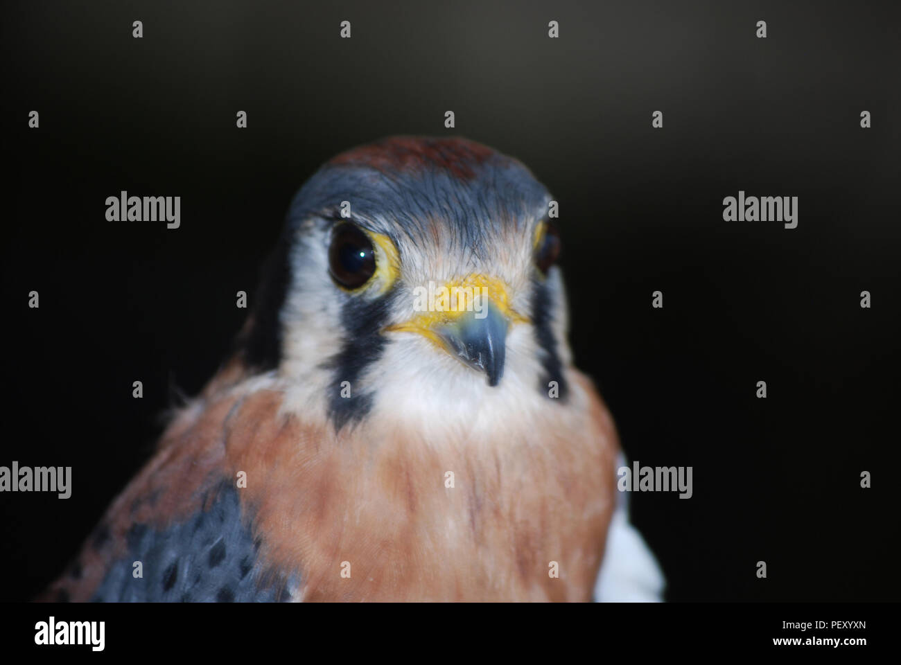 Pretty falcon who is a bird of prey Stock Photo - Alamy