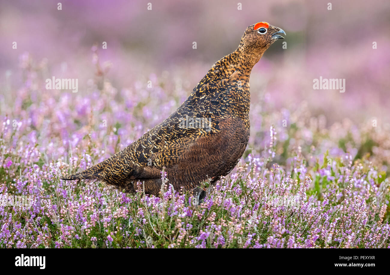 Red grouse moor hi-res stock photography and images - Alamy