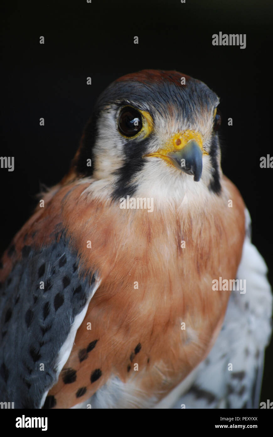 Stunning falcon with beautiful feathers Stock Photo - Alamy