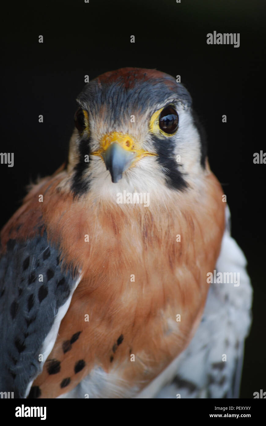 Beautiful photo of a wild falcon sitting Stock Photo - Alamy