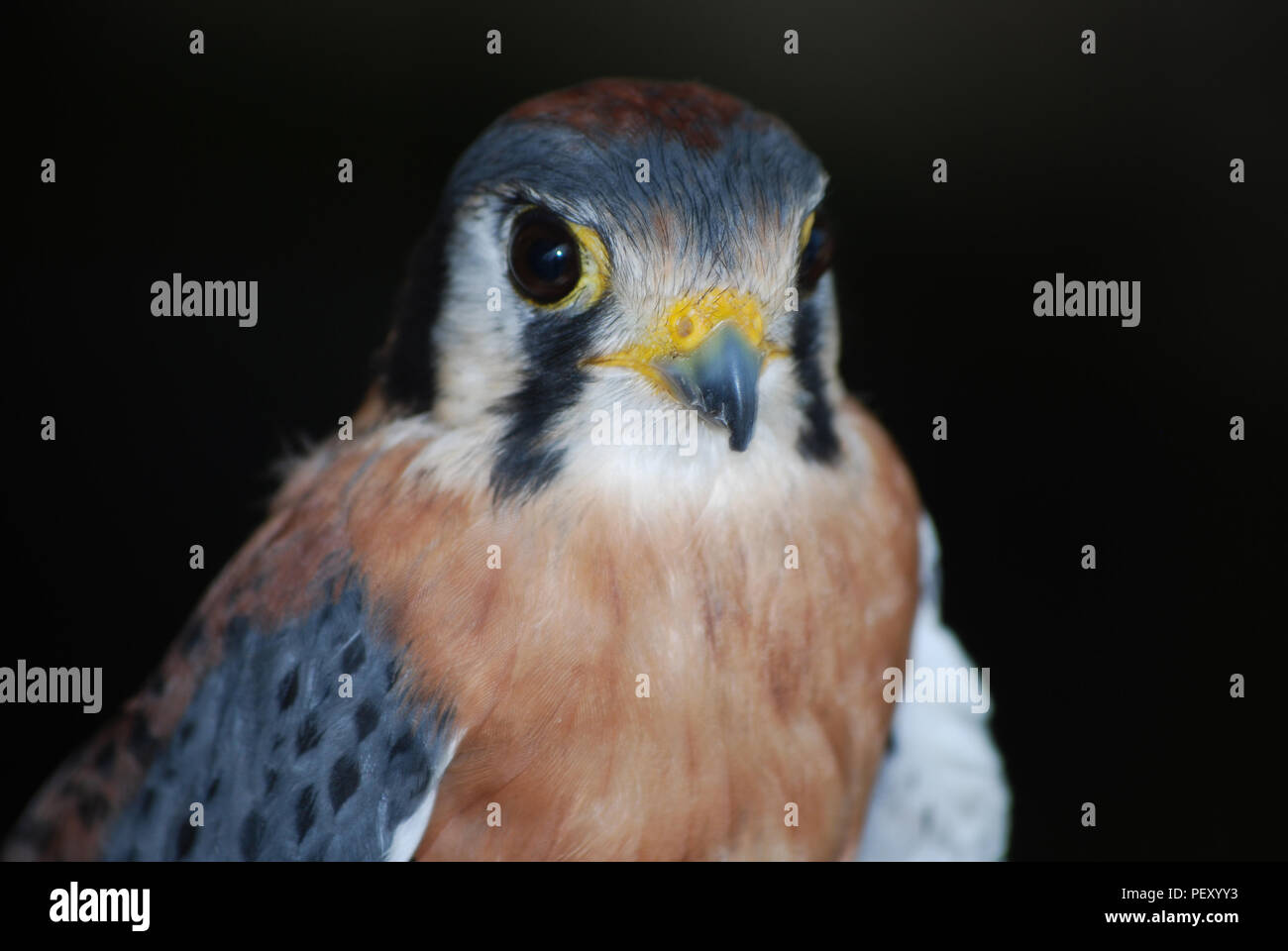 Stunning falcon with multi colored feathers Stock Photo - Alamy