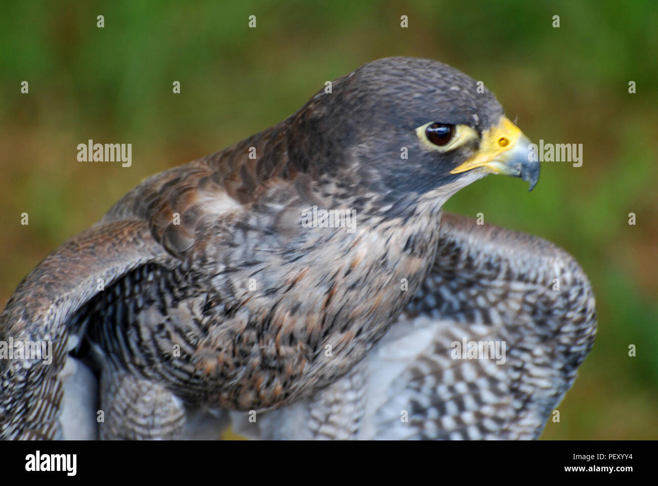 Stunning photo of a wild falcon Stock Photo - Alamy