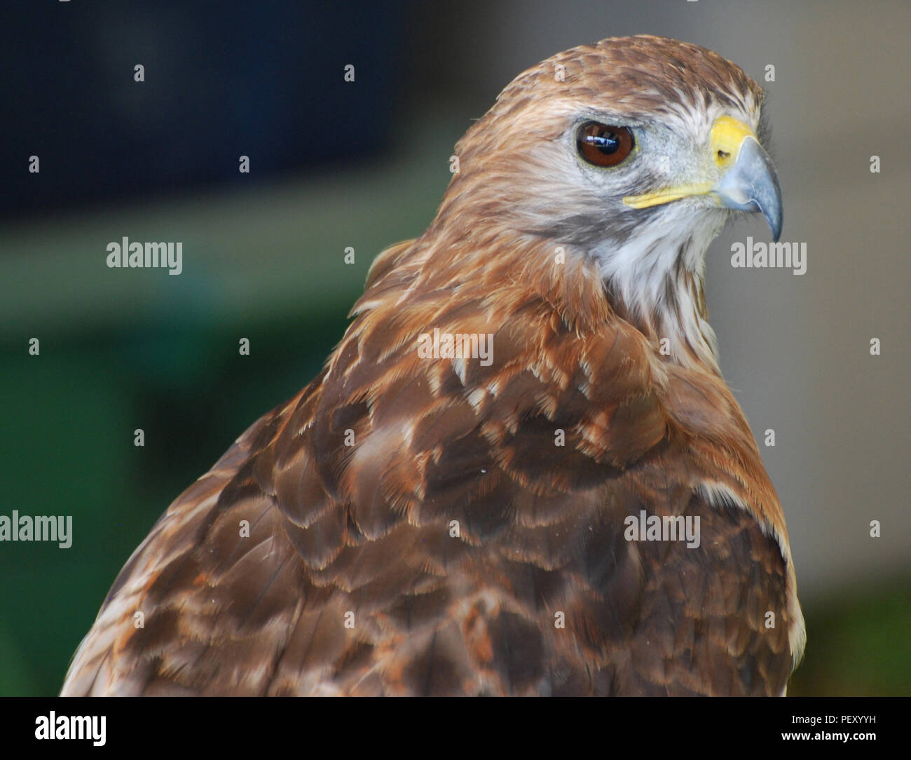 Beautiful light and dark brown feathered falcon Stock Photo - Alamy