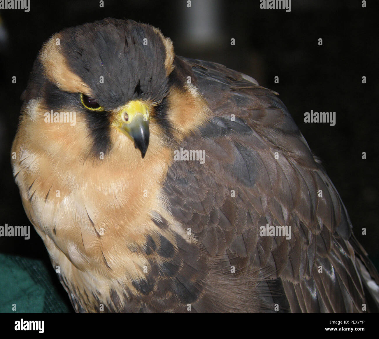 Cream colored feathers hi-res stock photography and images - Alamy