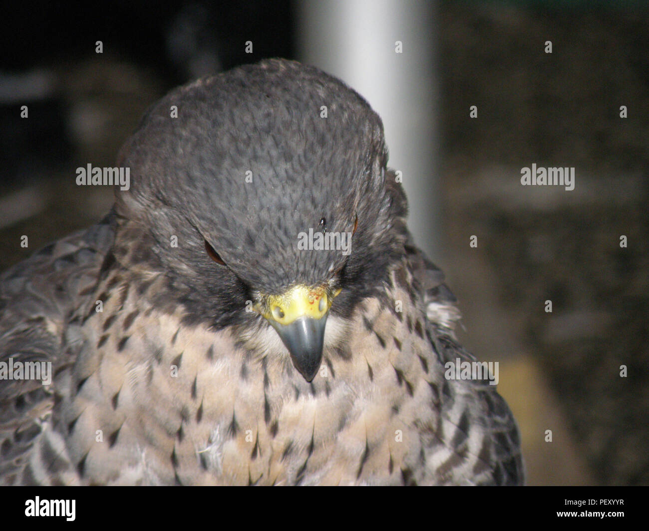 Adorable wild falcon looking down Stock Photo - Alamy