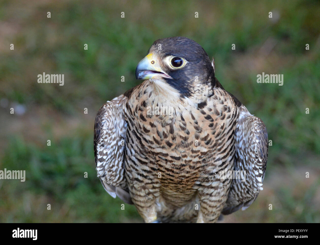 Adorable wild falcon turning its head Stock Photo - Alamy