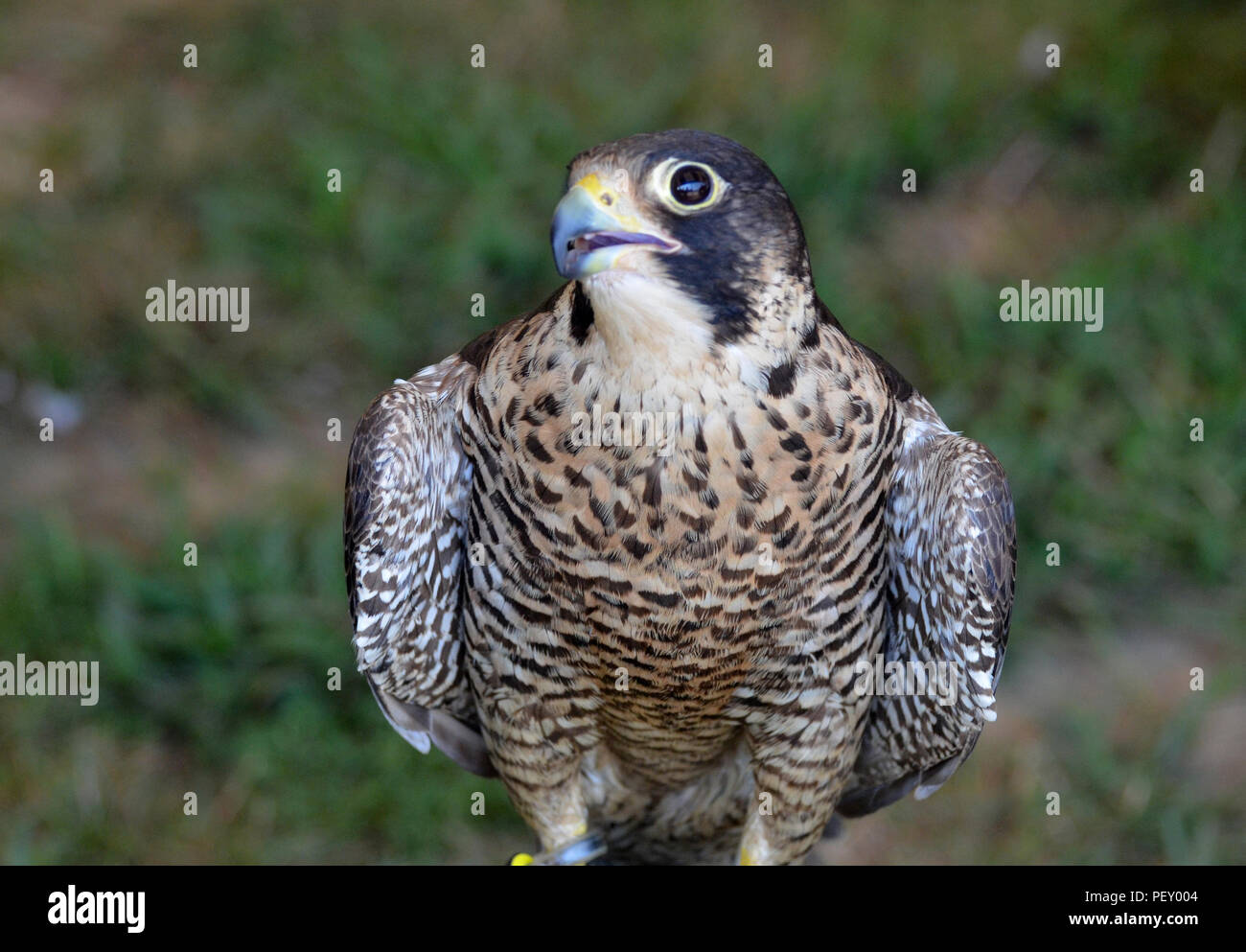 Beautiful falcon with its beak open a bit Stock Photo - Alamy