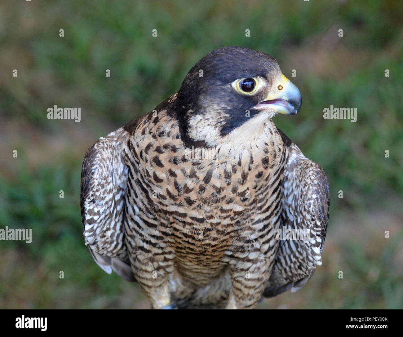 Breathtaking aviary hi-res stock photography and images - Alamy