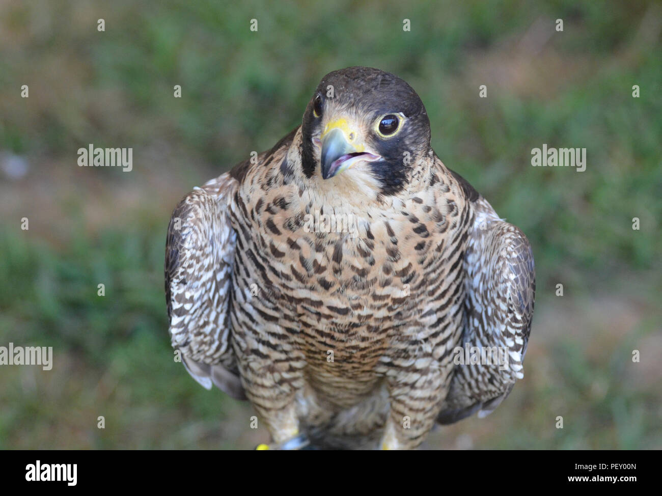 Stunning photo of a wild falcon Stock Photo - Alamy