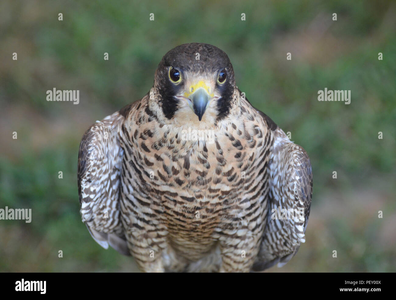 Large wild falcon with fluffy feathers Stock Photo - Alamy