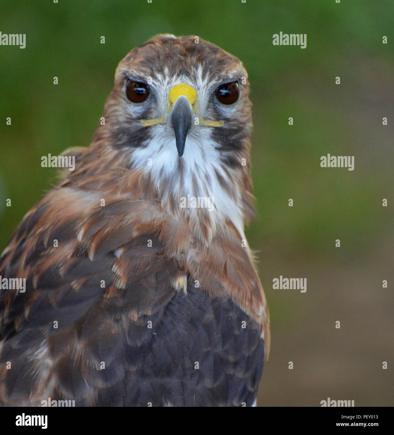 Fierce look from a wild falcon Stock Photo - Alamy