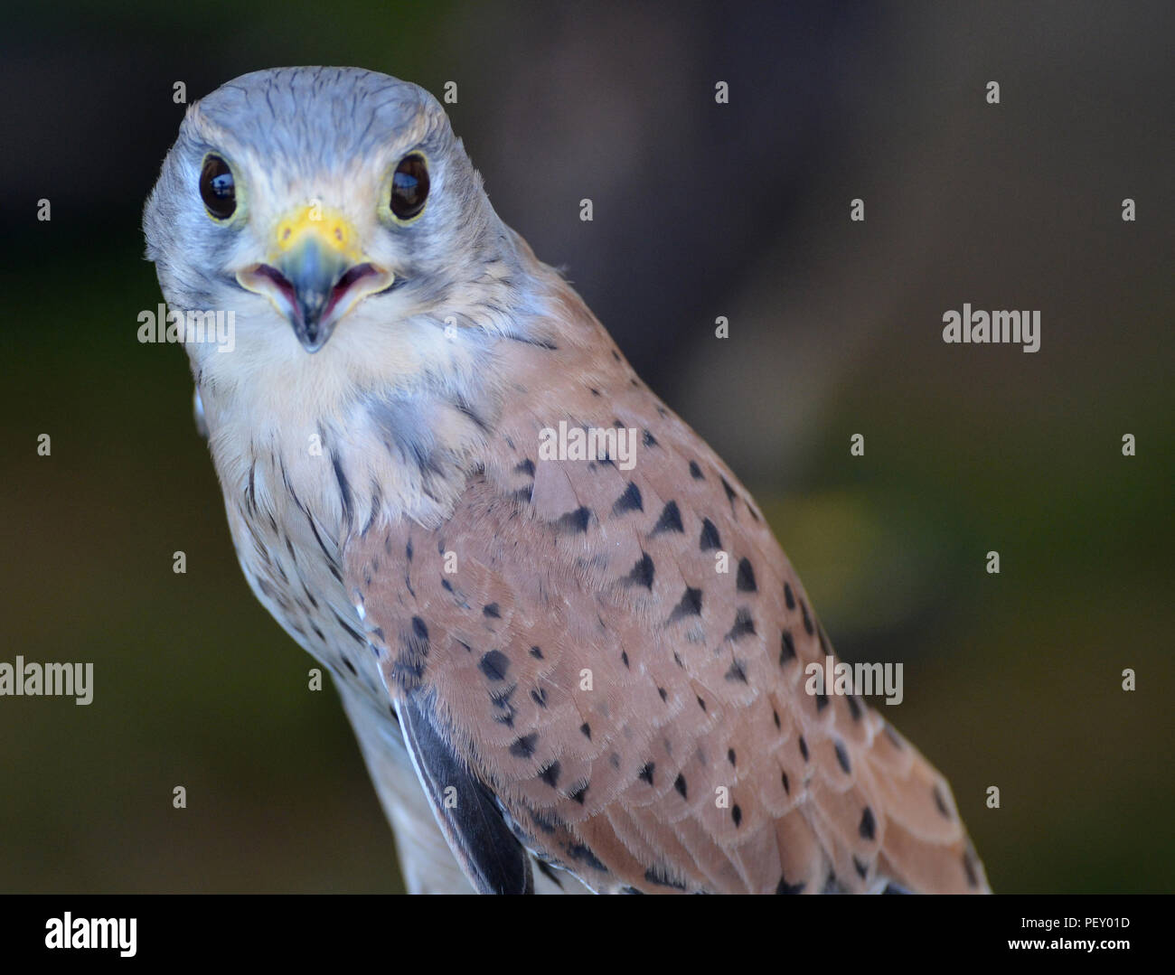 Beautiful wild falcon looking to its side Stock Photo - Alamy