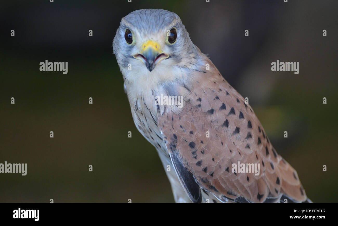 Shocking look on a wild falcon with its beak open Stock Photo - Alamy