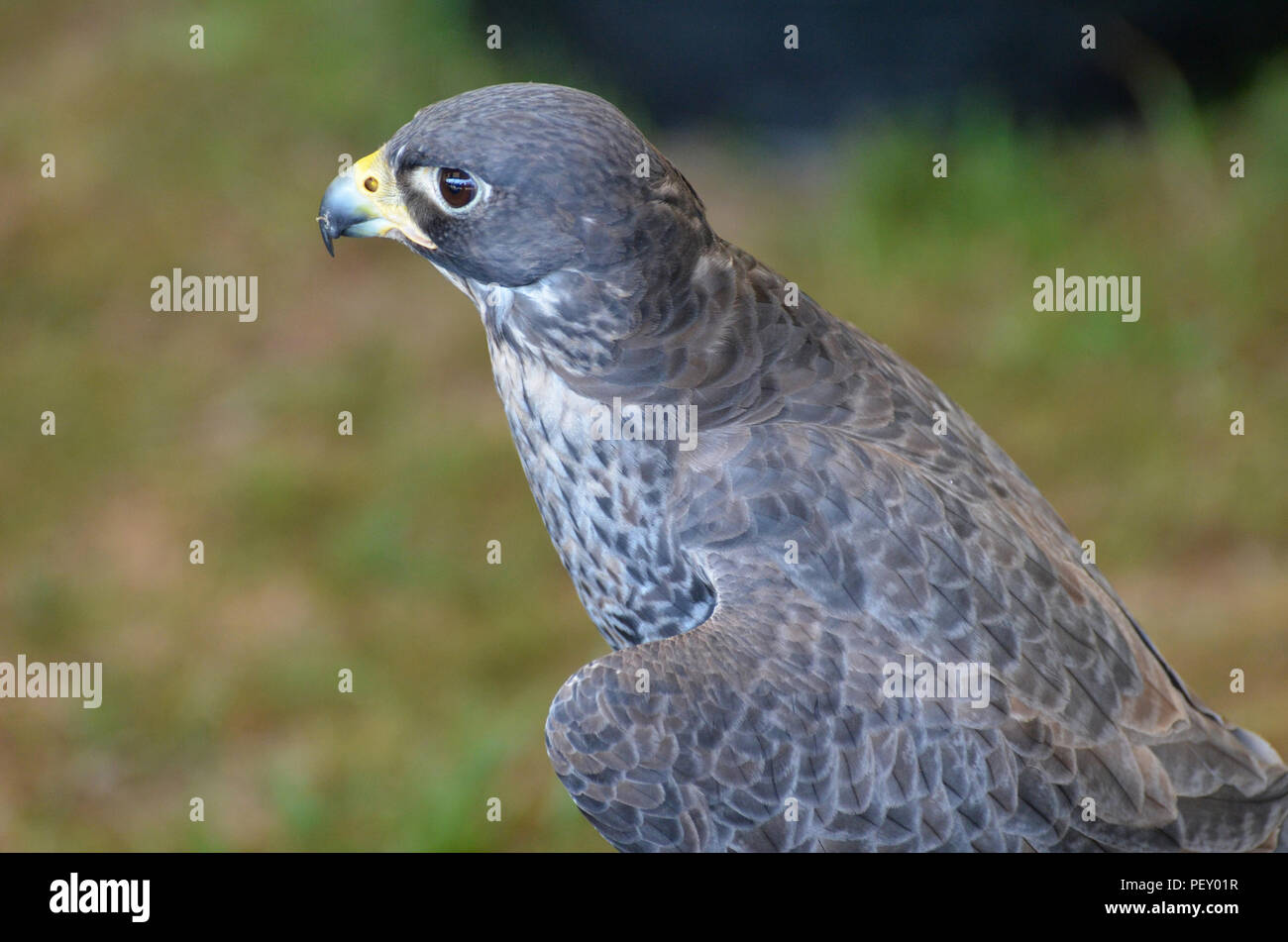 Stunning falcon with a fierce look in its eyes Stock Photo - Alamy